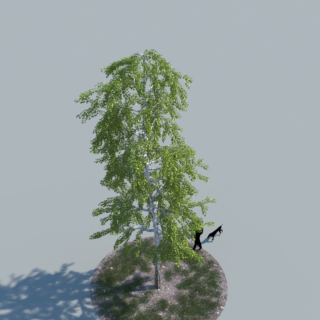 3d realistic birch trees