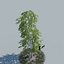 3d realistic birch trees