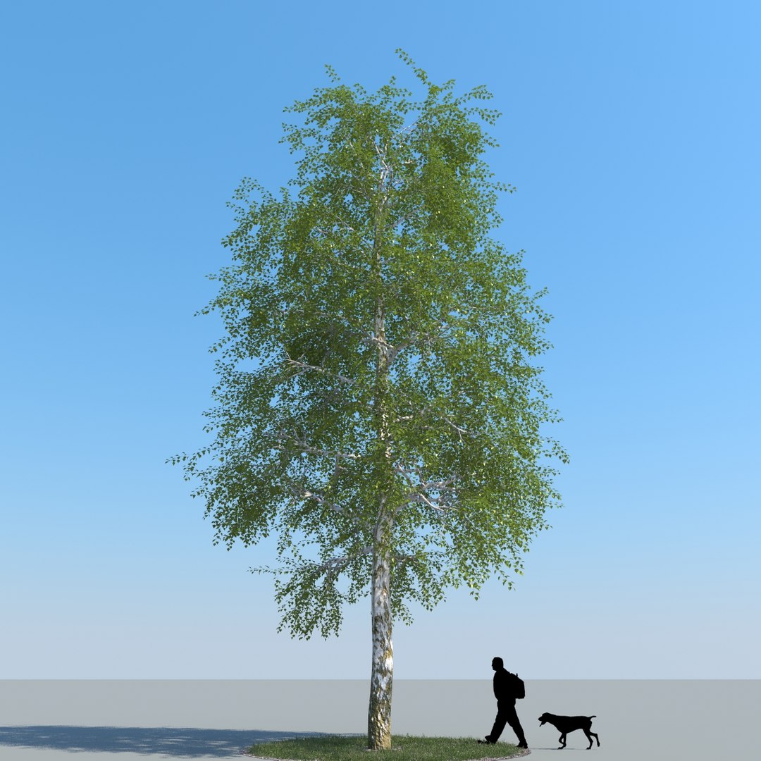 3d realistic birch trees