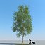 3d realistic birch trees