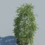 3d realistic birch trees