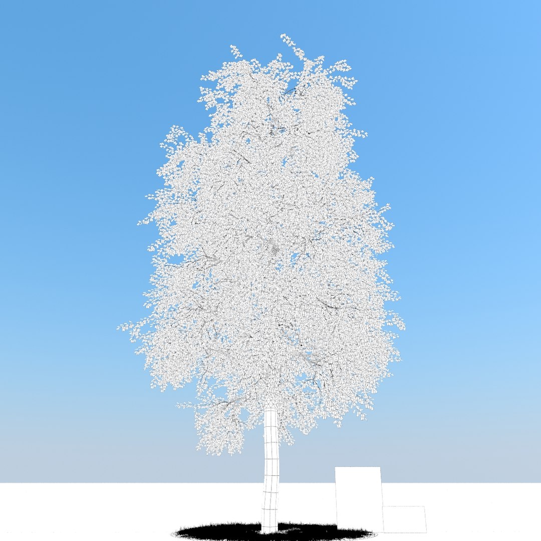 3d realistic birch trees