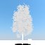 3d realistic birch trees
