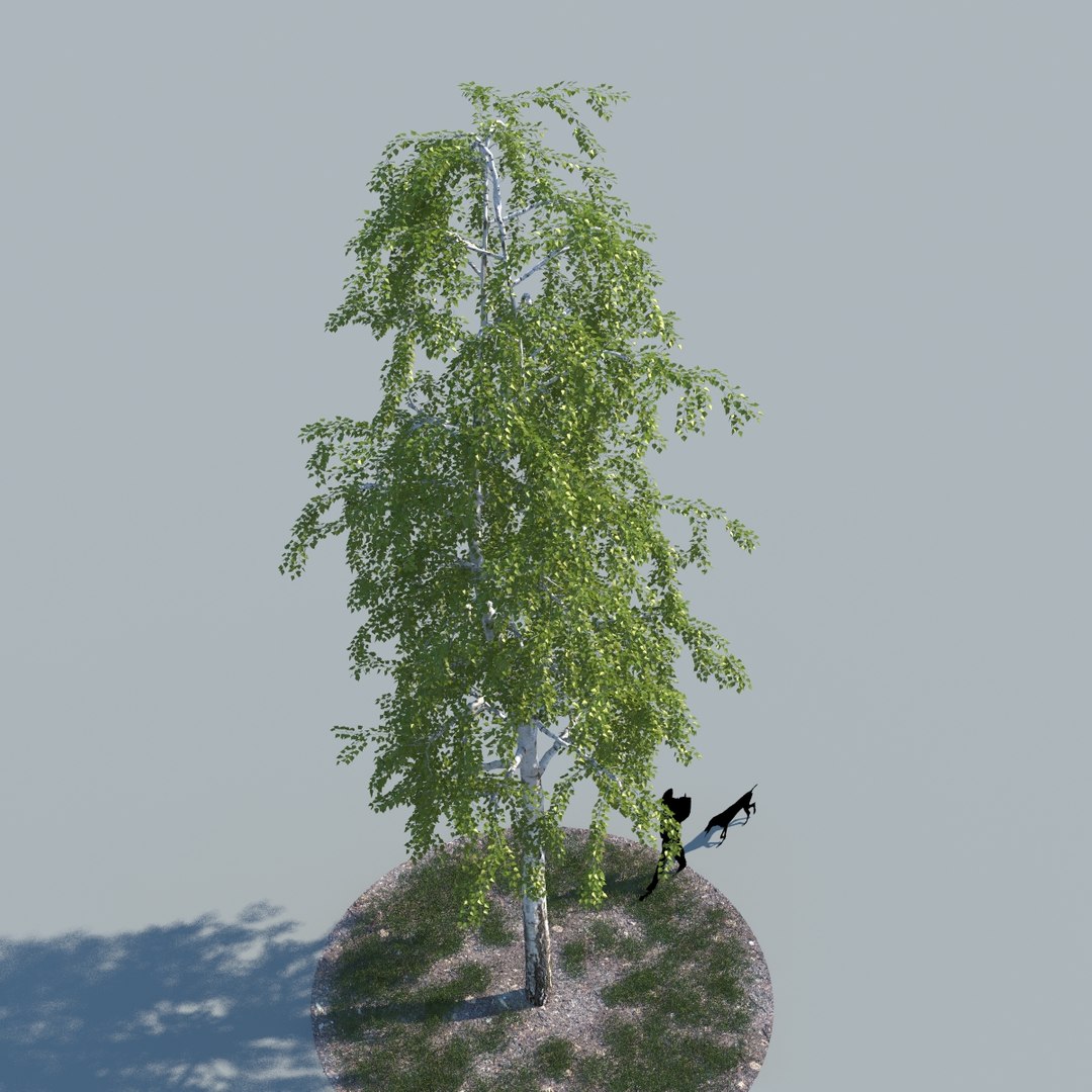 3d realistic birch trees