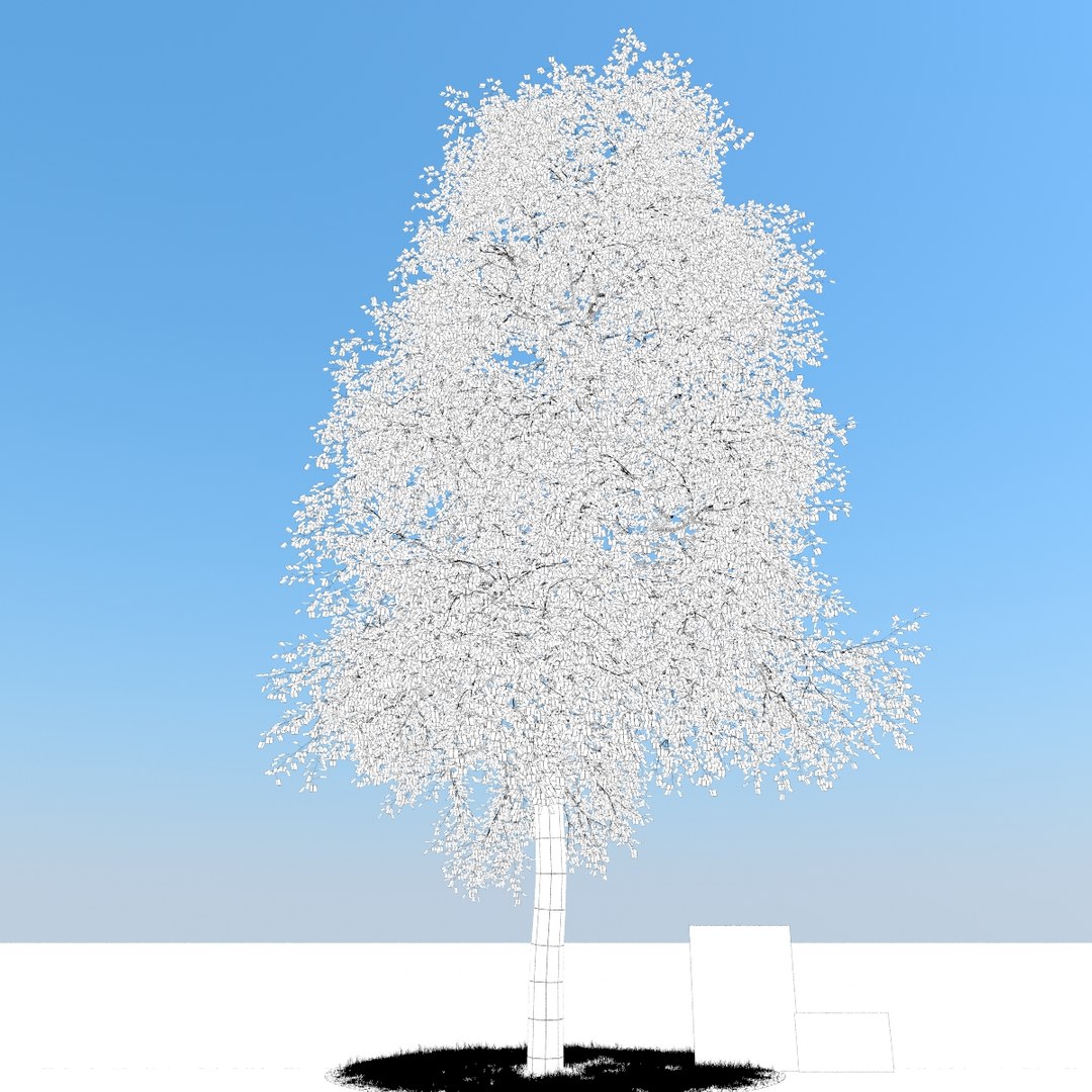 3d realistic birch trees