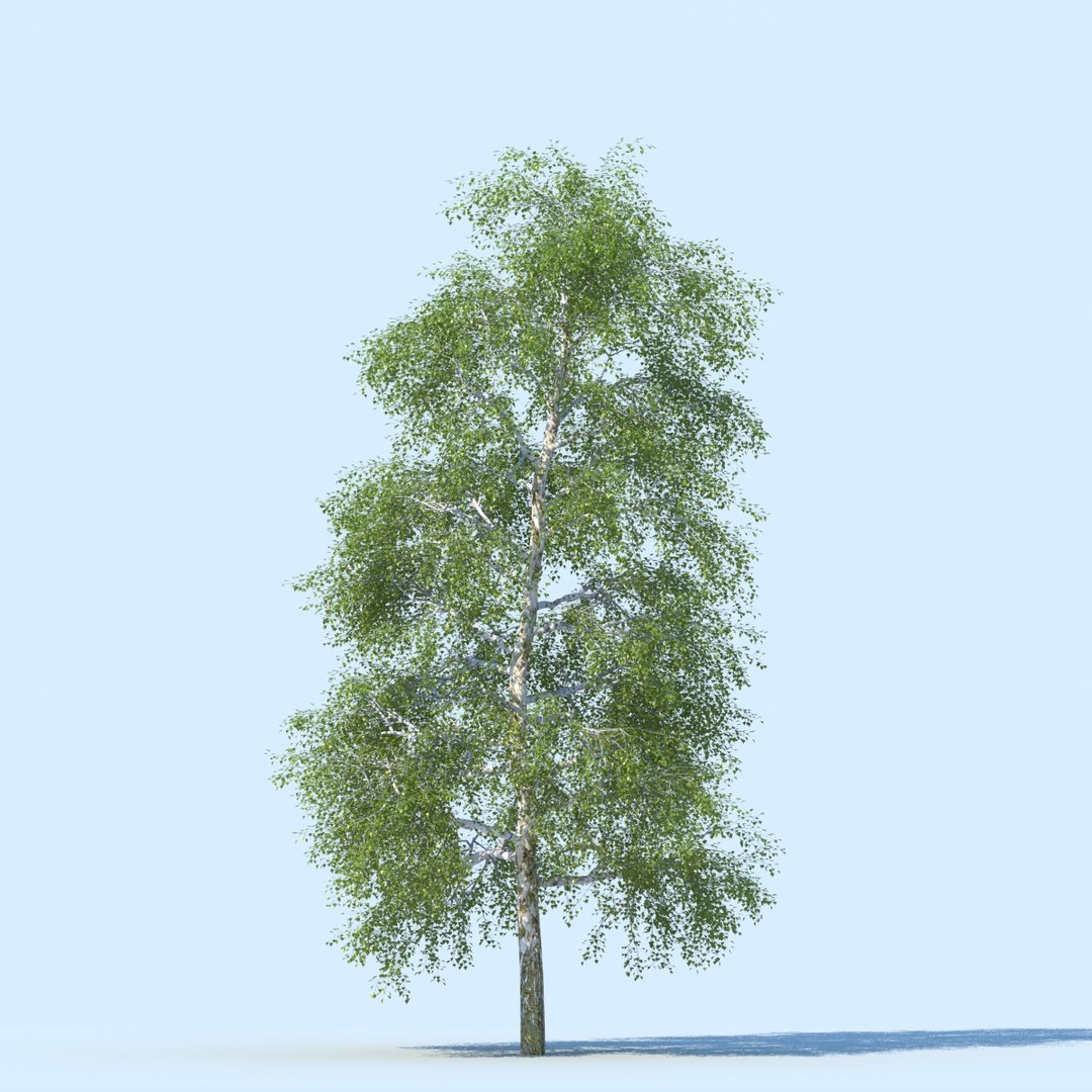 3d realistic birch trees