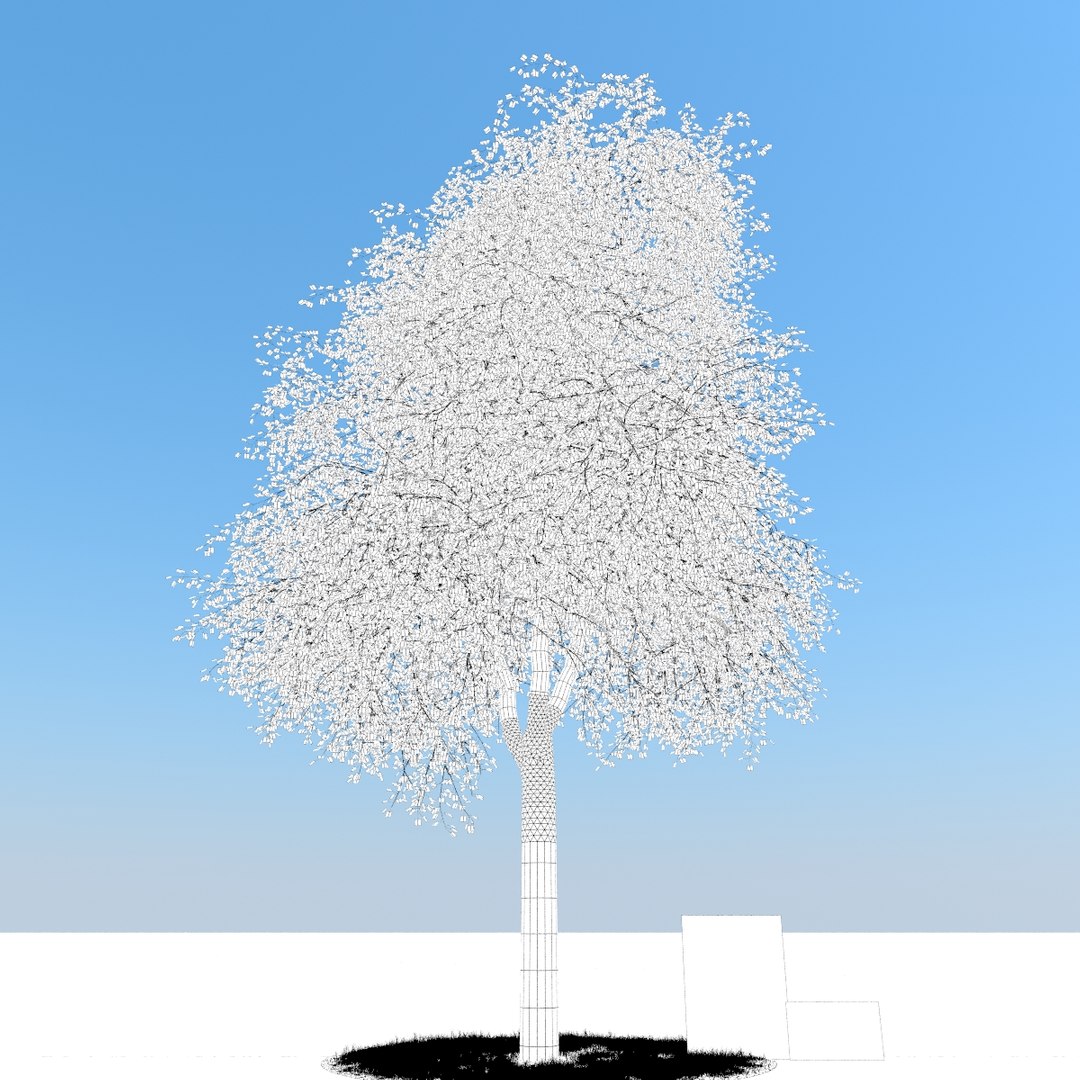 3d realistic birch trees