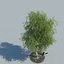 3d realistic birch trees