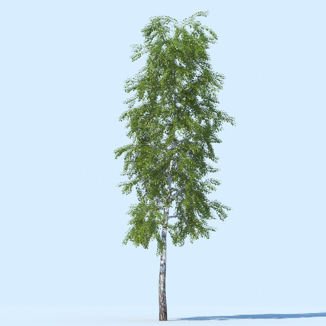 3d realistic birch trees