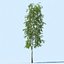 3d realistic birch trees