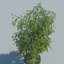 3d realistic birch trees
