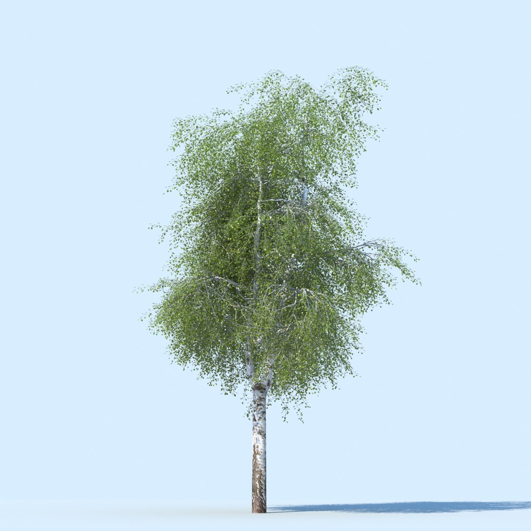 3d realistic birch trees