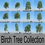 3d realistic birch trees