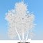 3d realistic birch trees