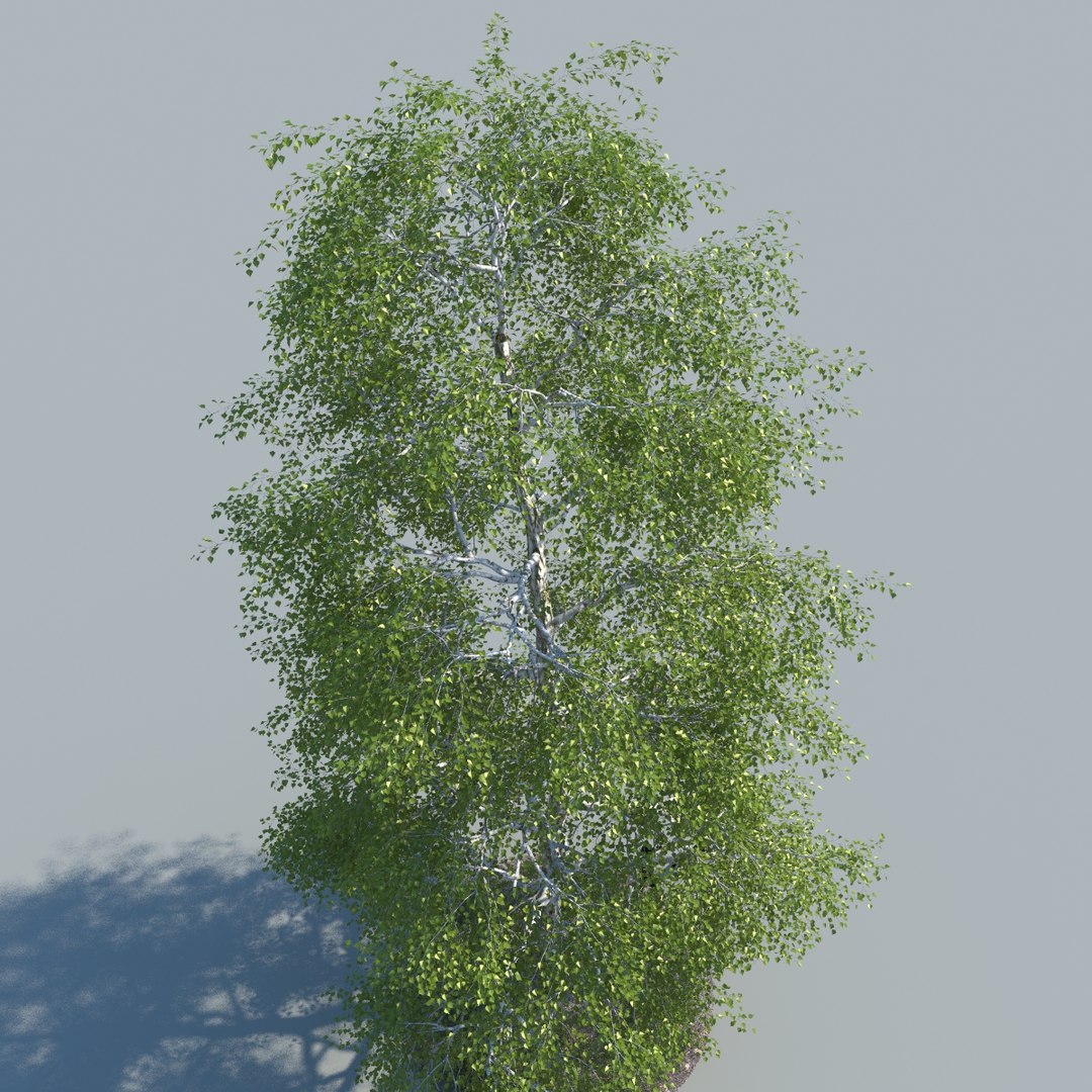 3d realistic birch trees