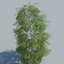 3d realistic birch trees
