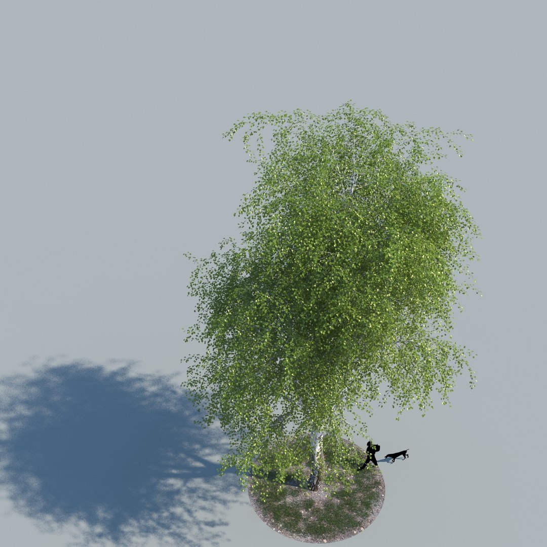 3d realistic birch trees