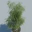 3d realistic birch trees
