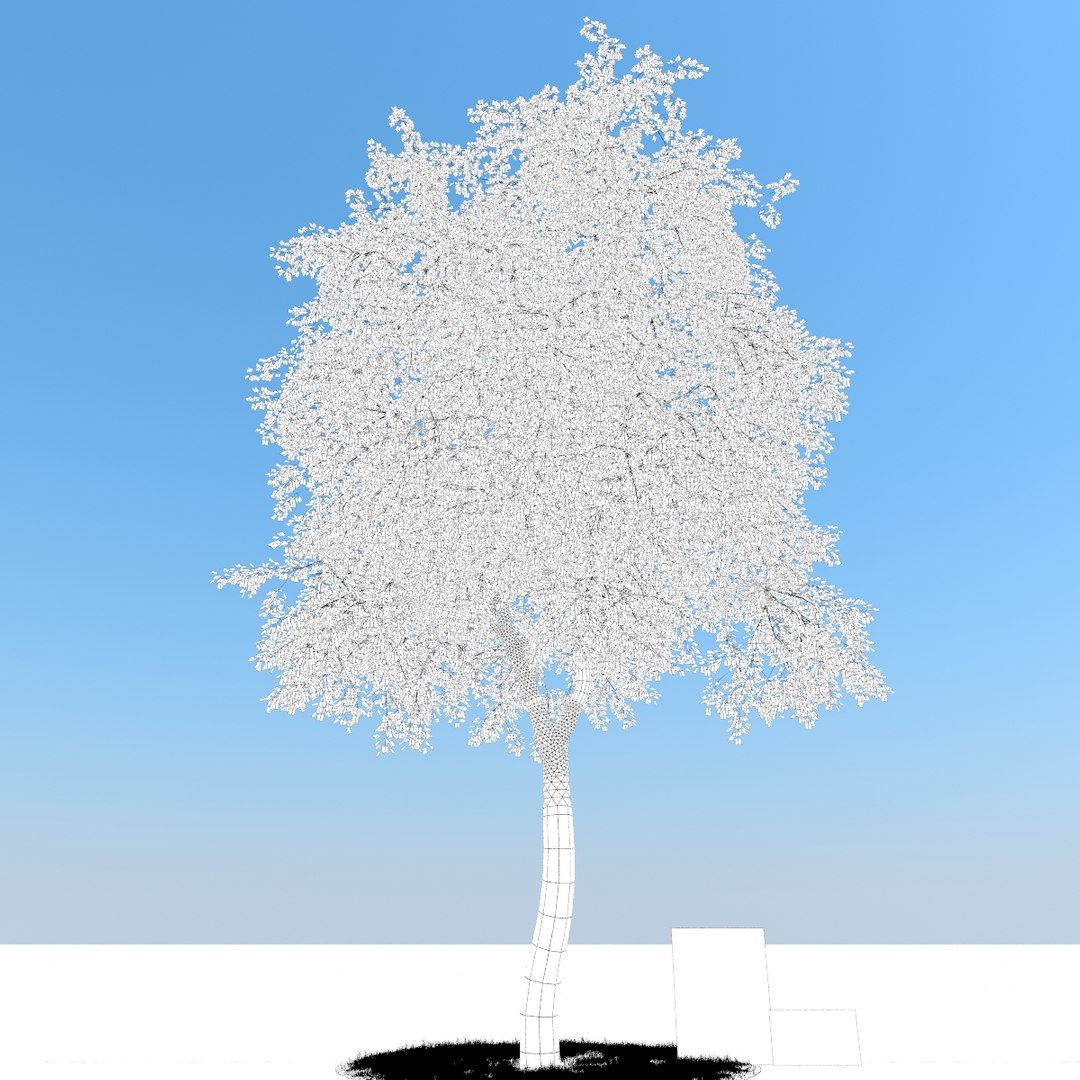 3d realistic birch trees
