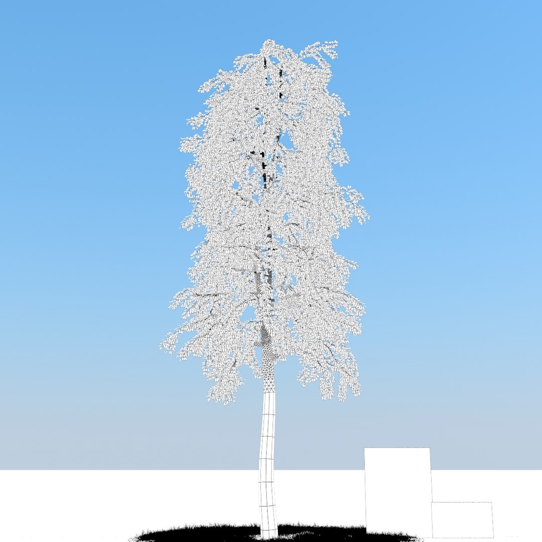 3d realistic birch trees