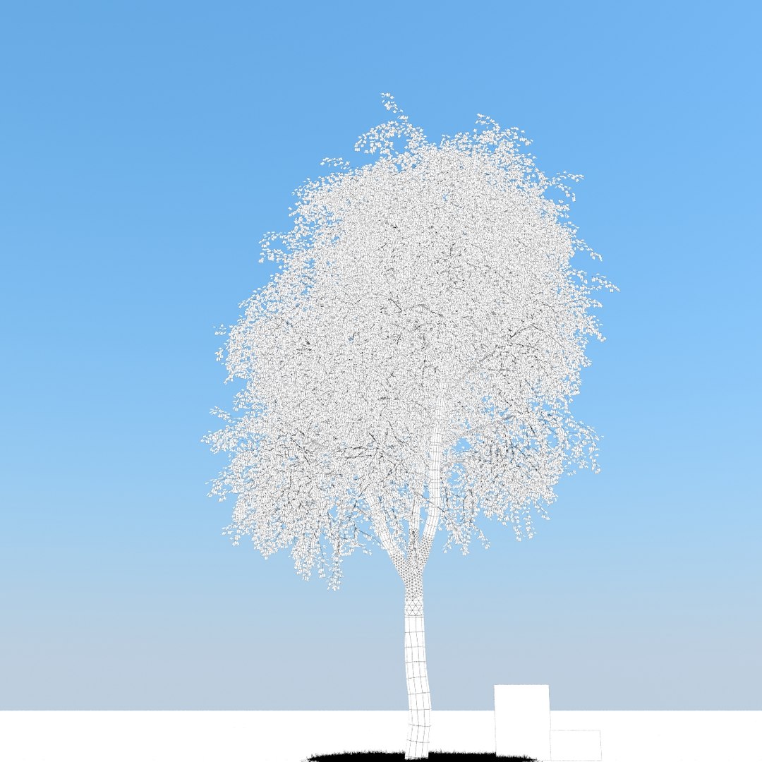 3d realistic birch trees