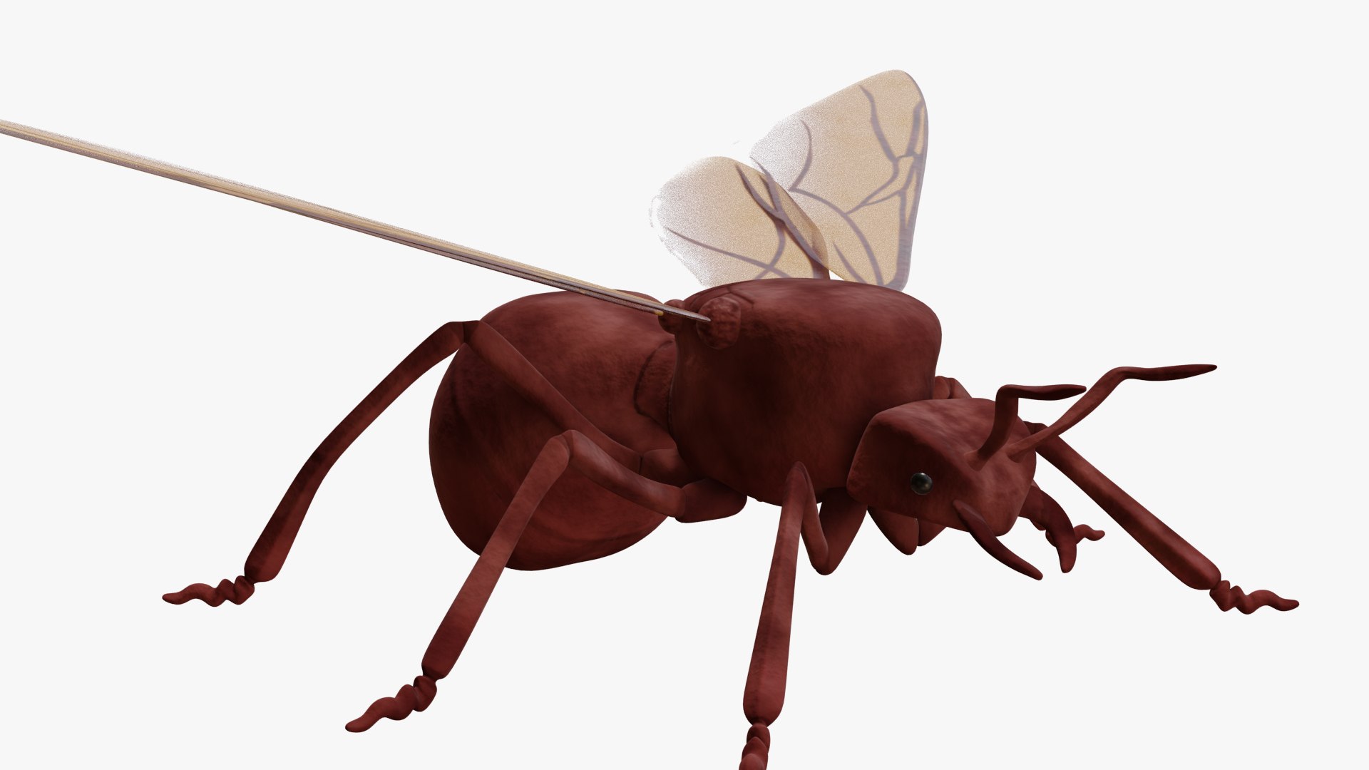 3D Ant With Wings - TurboSquid 2072693