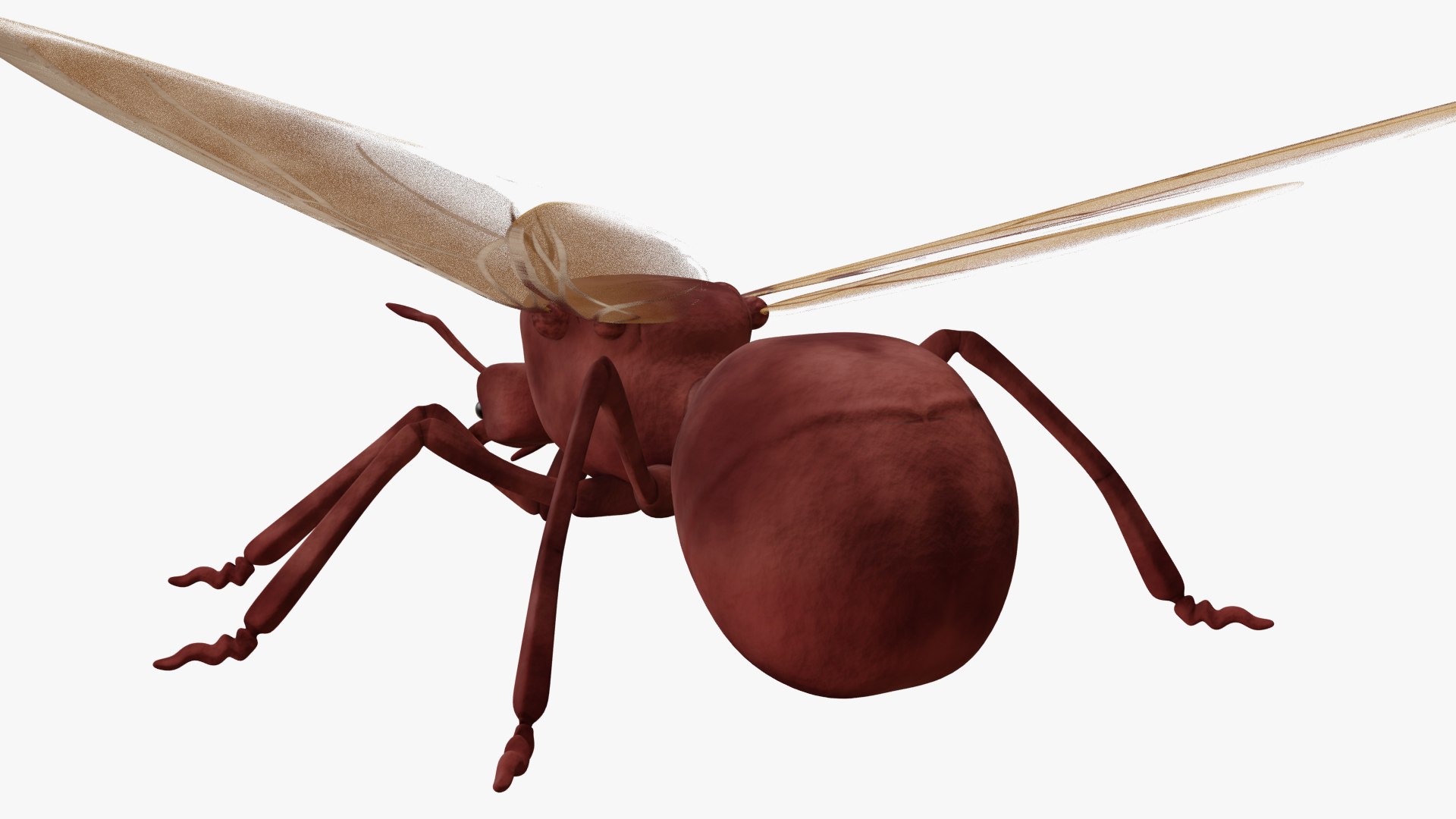 3D Ant With Wings - TurboSquid 2072693