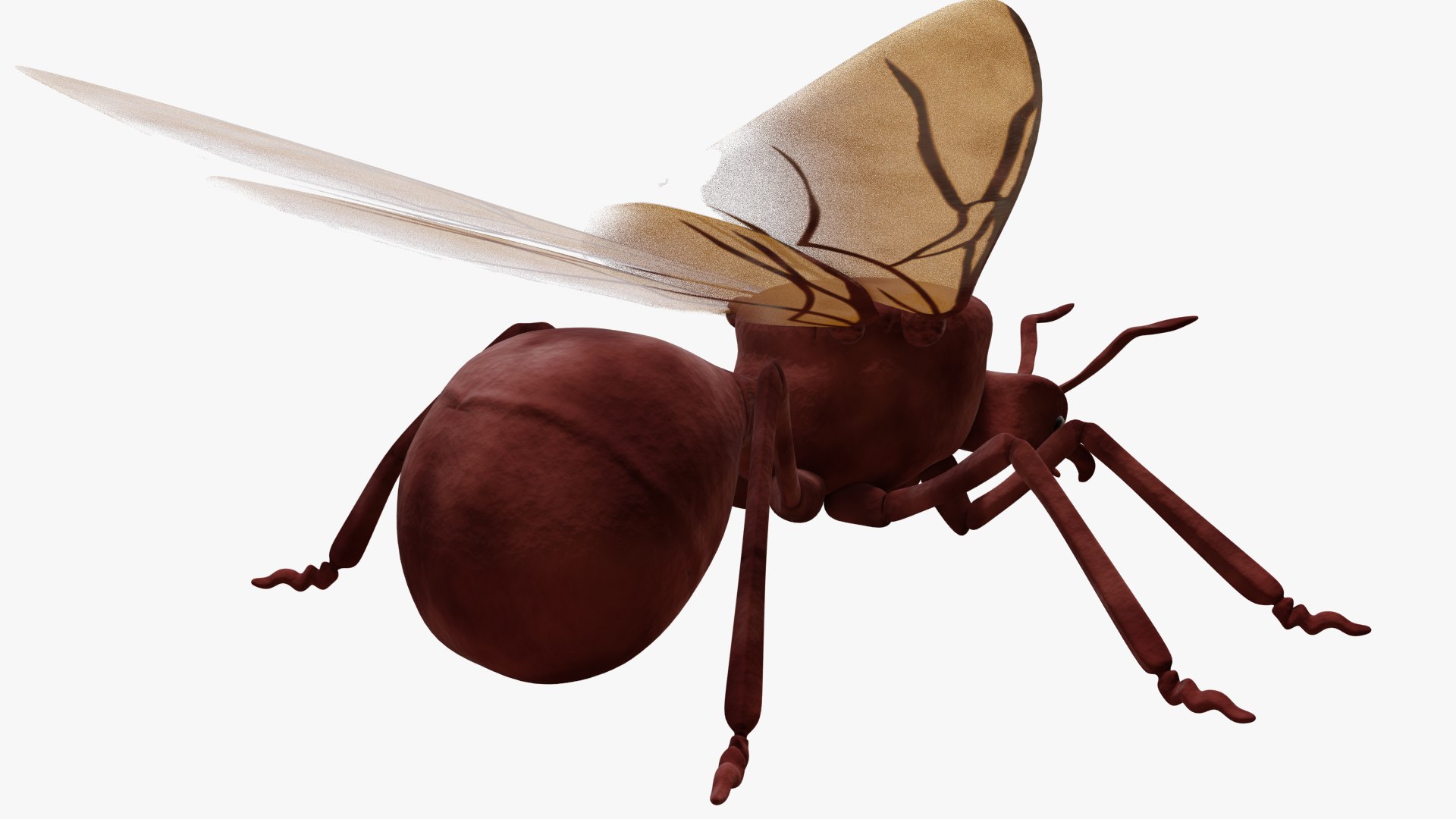 3D Ant With Wings - TurboSquid 2072693