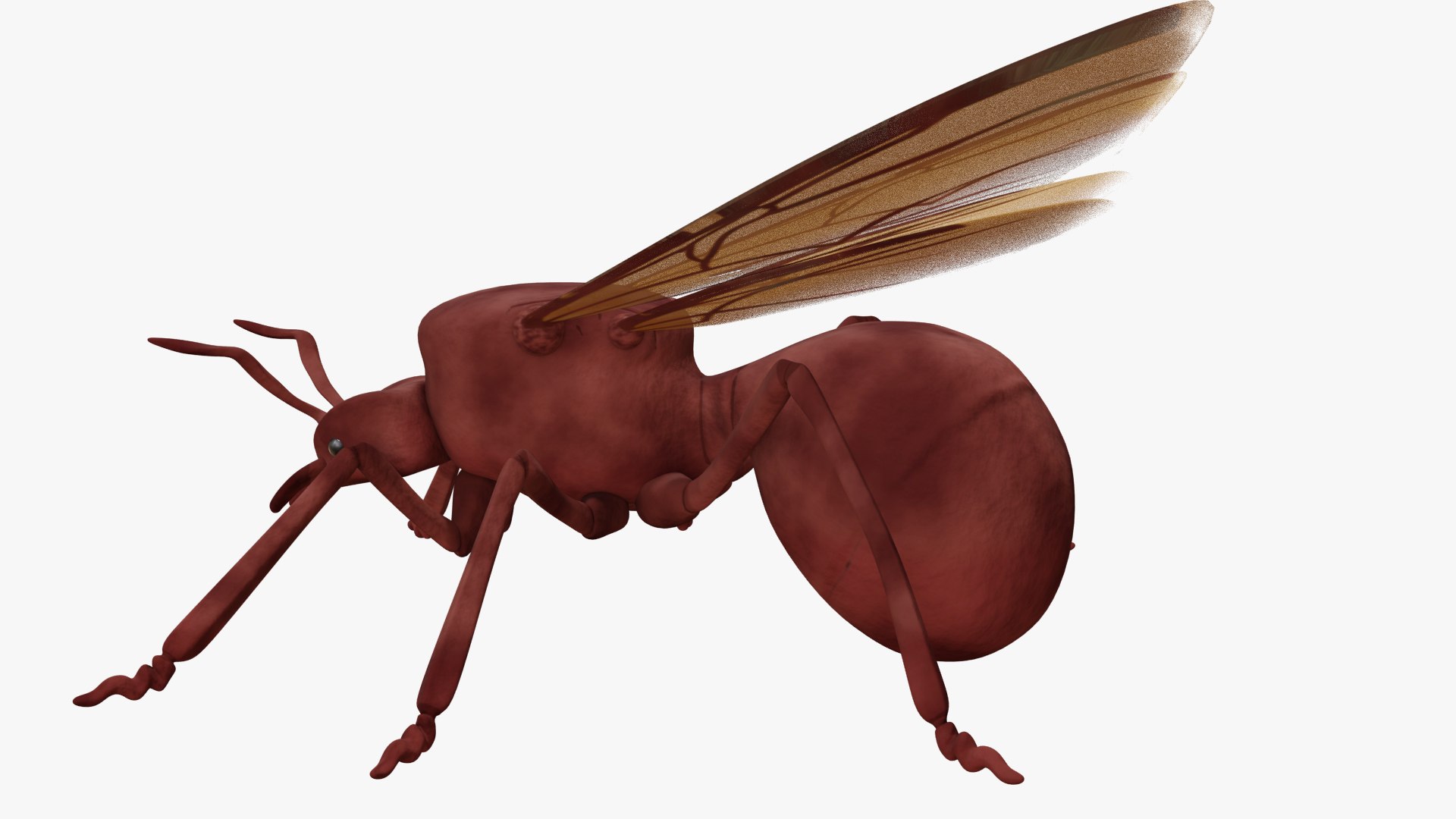 3D Ant With Wings - TurboSquid 2072693