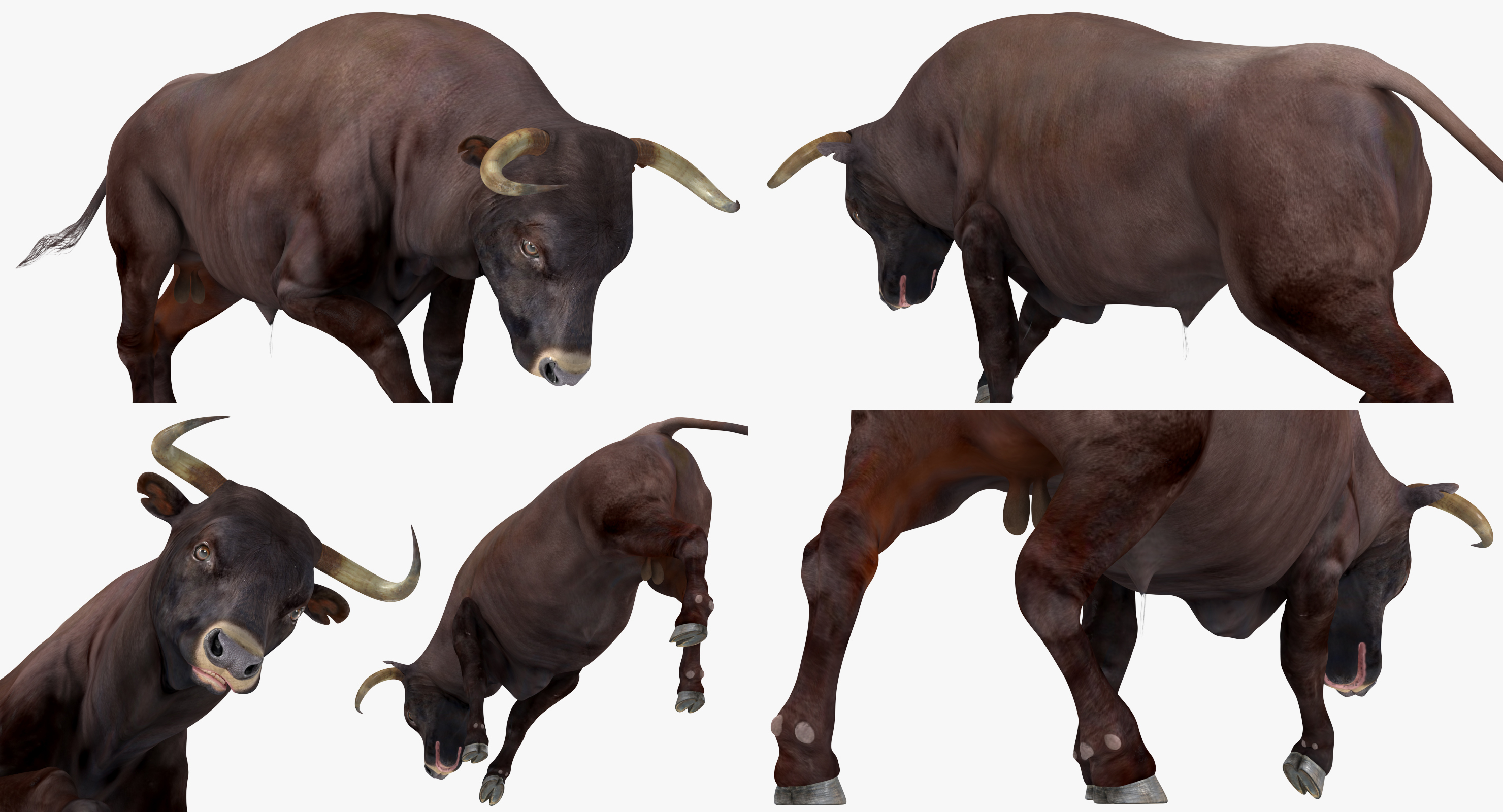 3D bull attacking pose - TurboSquid 1217754