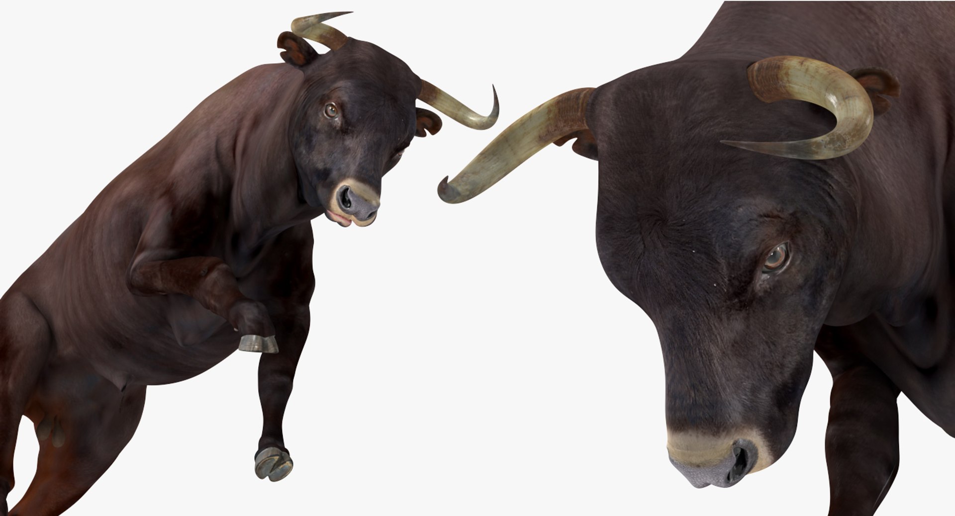 3D Bull Attacking Pose - TurboSquid 1217754