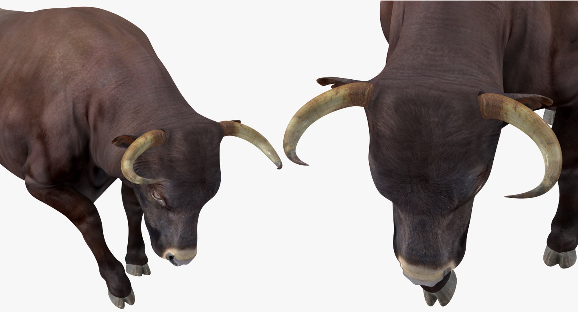 3D Bull Attacking Pose - TurboSquid 1217754