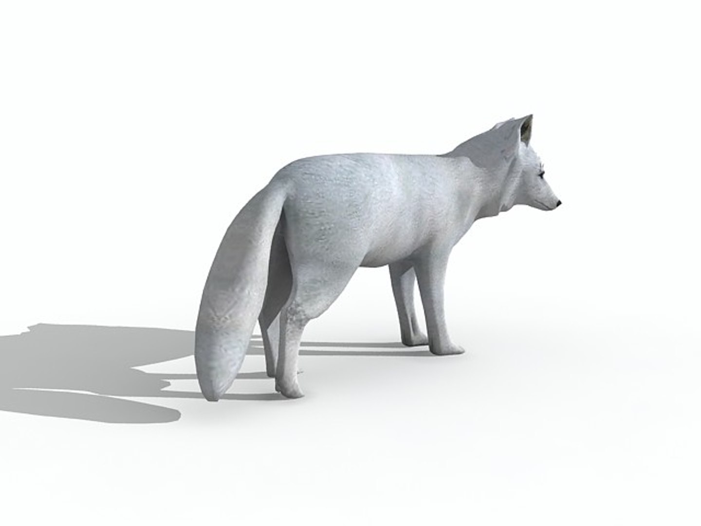 3d Arctic Fox