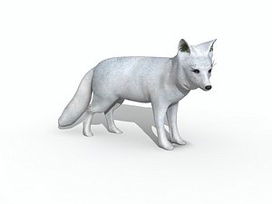 3d Arctic Fox