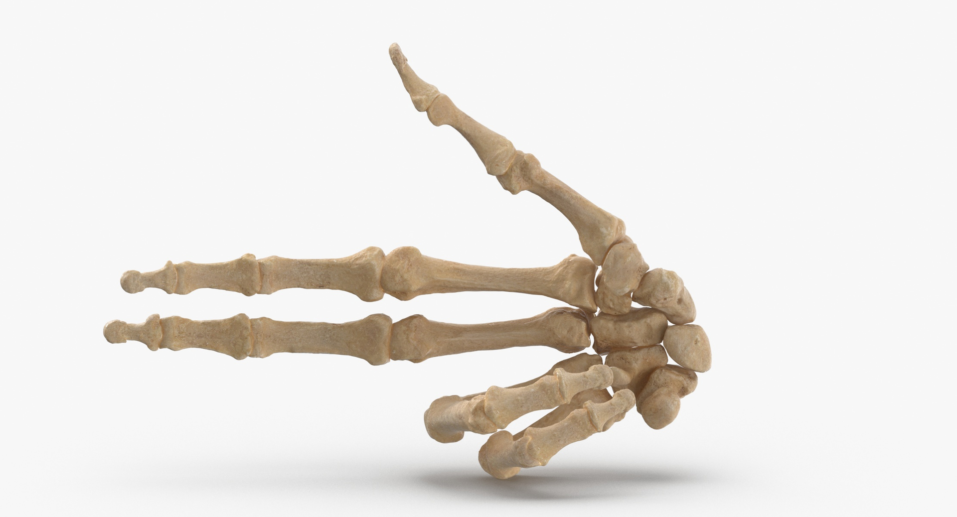 Human Hand Bones Gun Sign White And Yellow Collection 01 - 2 Models 3D ...