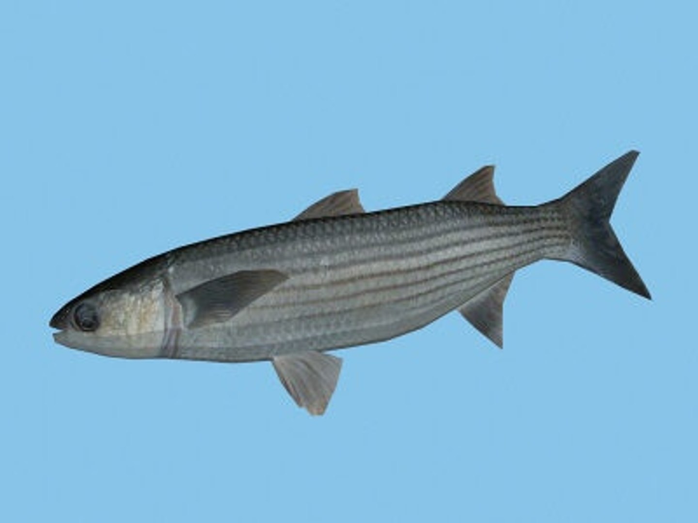 3ds fish low-poly labrosus