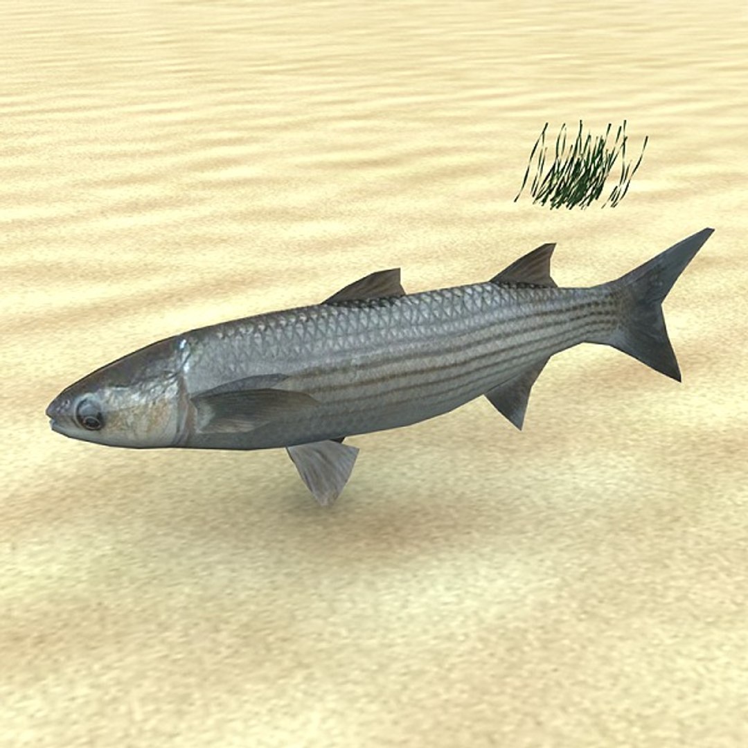 3ds fish low-poly labrosus