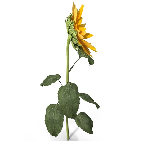 3ds max sunflower 2