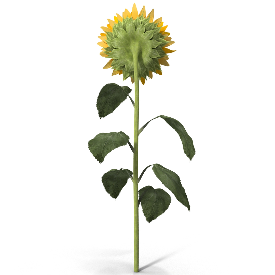 3ds max sunflower 2