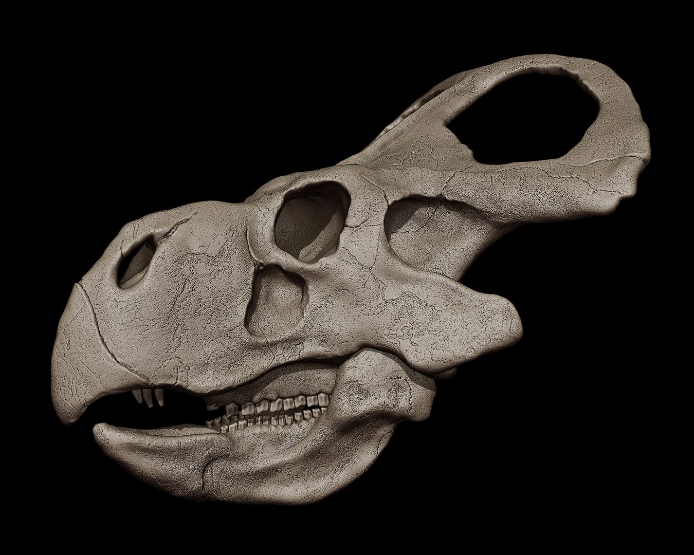 3D Protoceratops Skull - TurboSquid 2395610