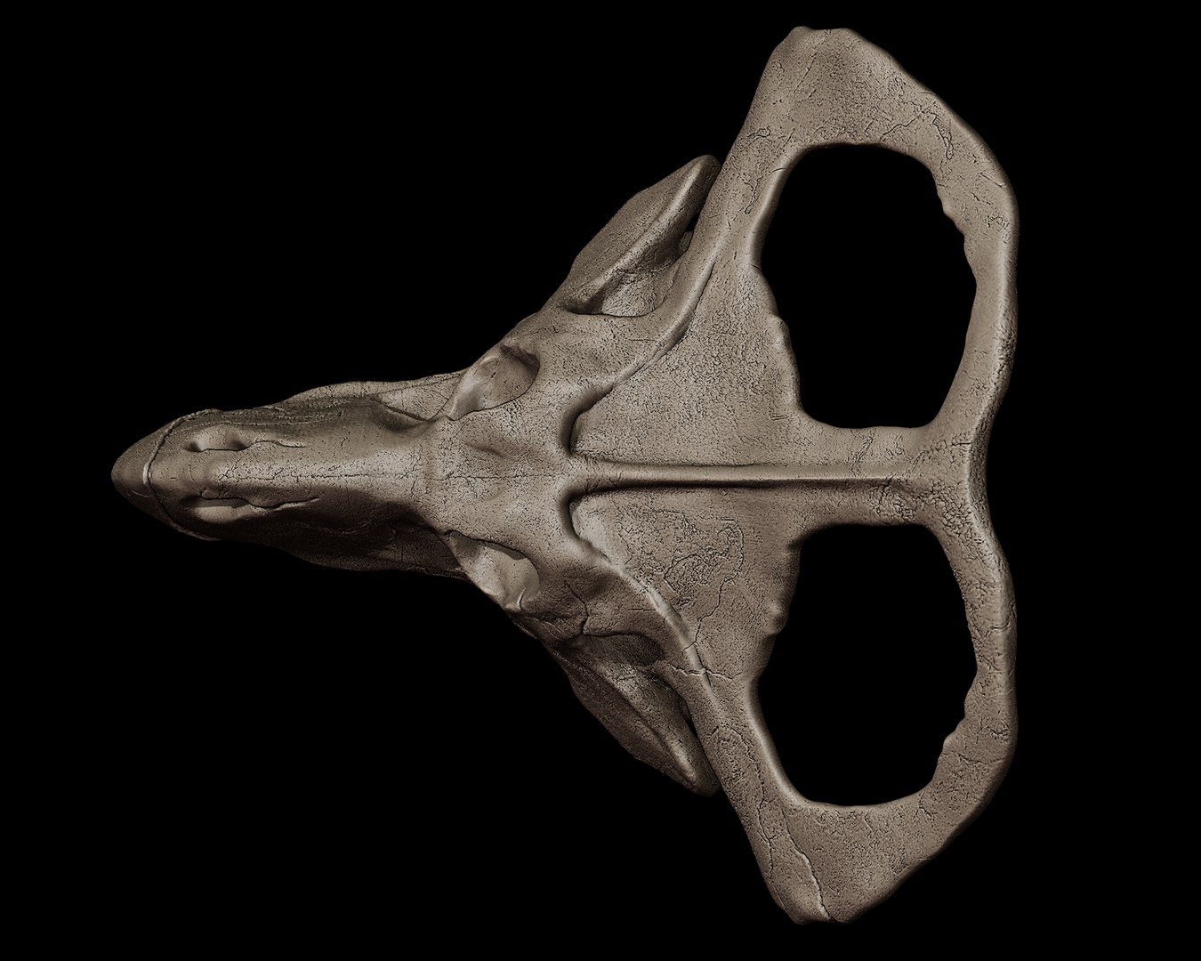 3D Protoceratops Skull - TurboSquid 2395610