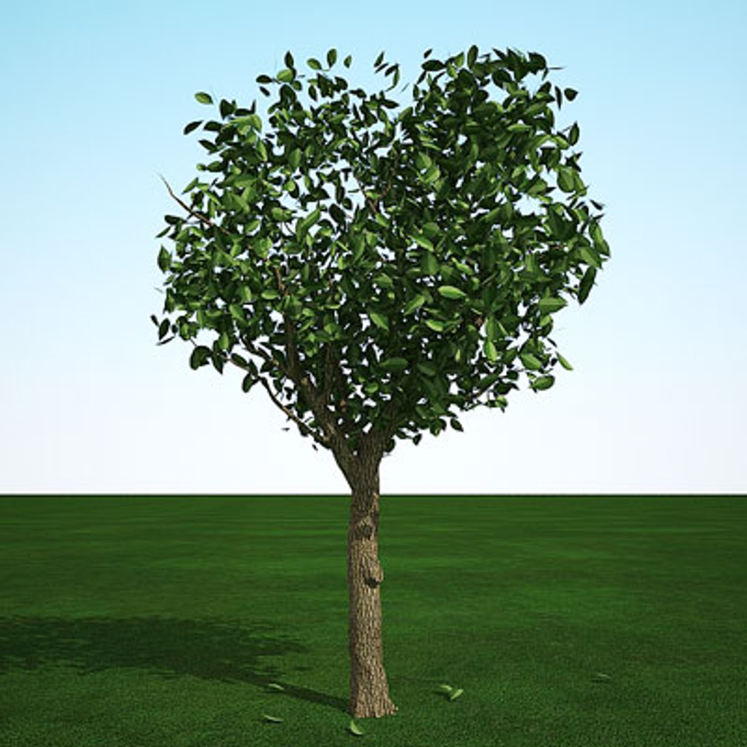 3d Summer Cedar Elm Model