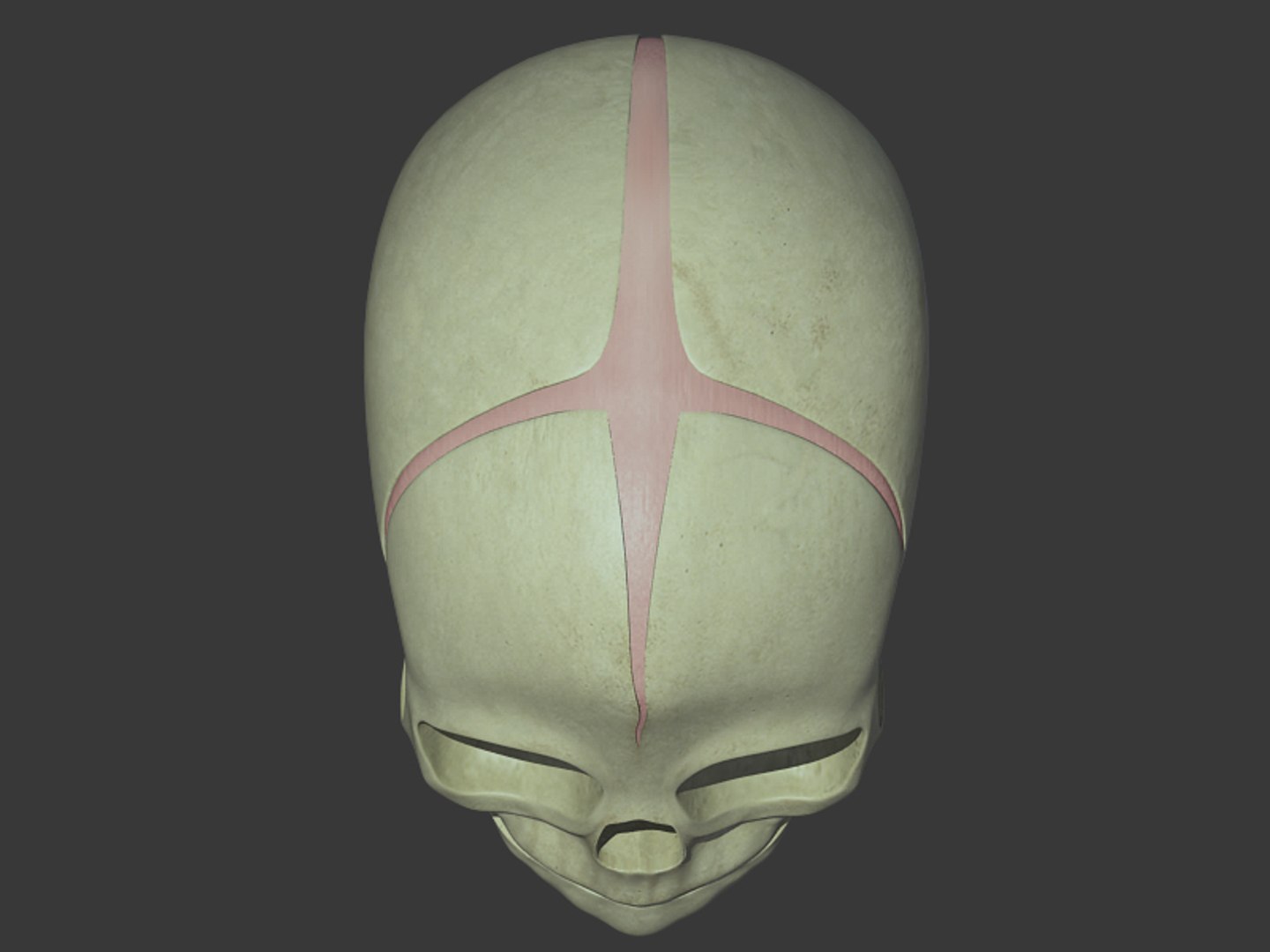 3d Anatomical Baby Skull Model