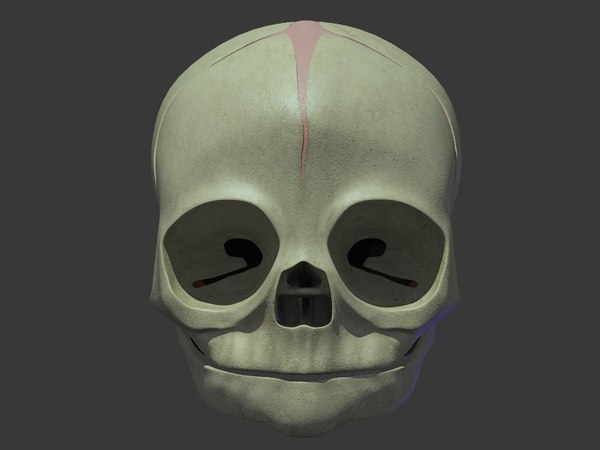 3d anatomical baby skull model