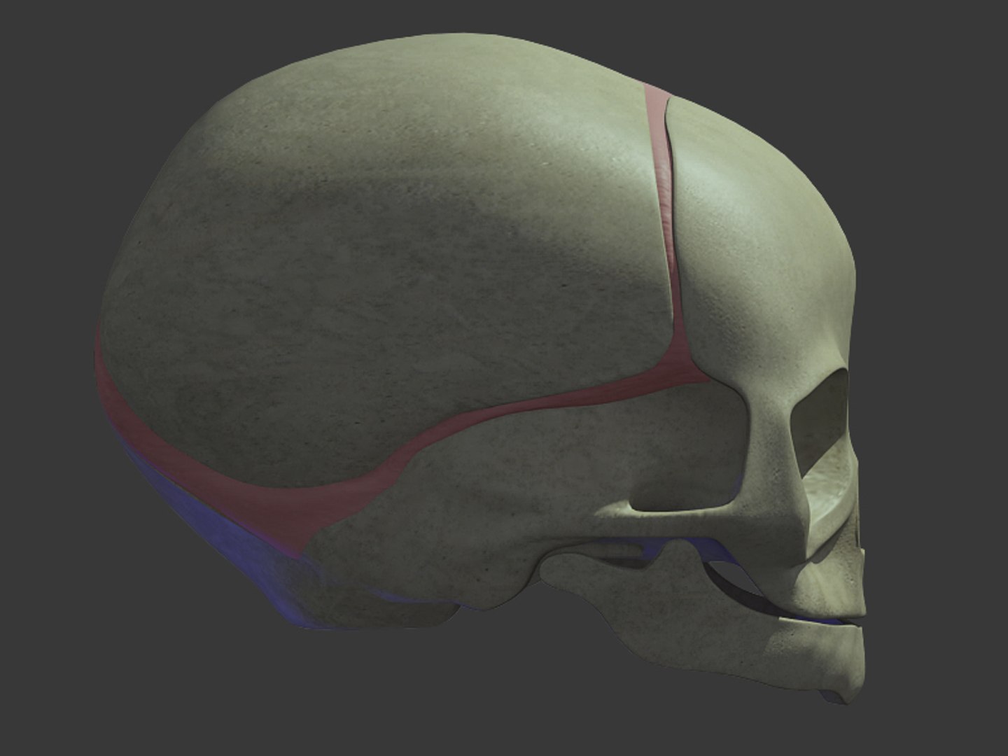 3d Anatomical Baby Skull Model