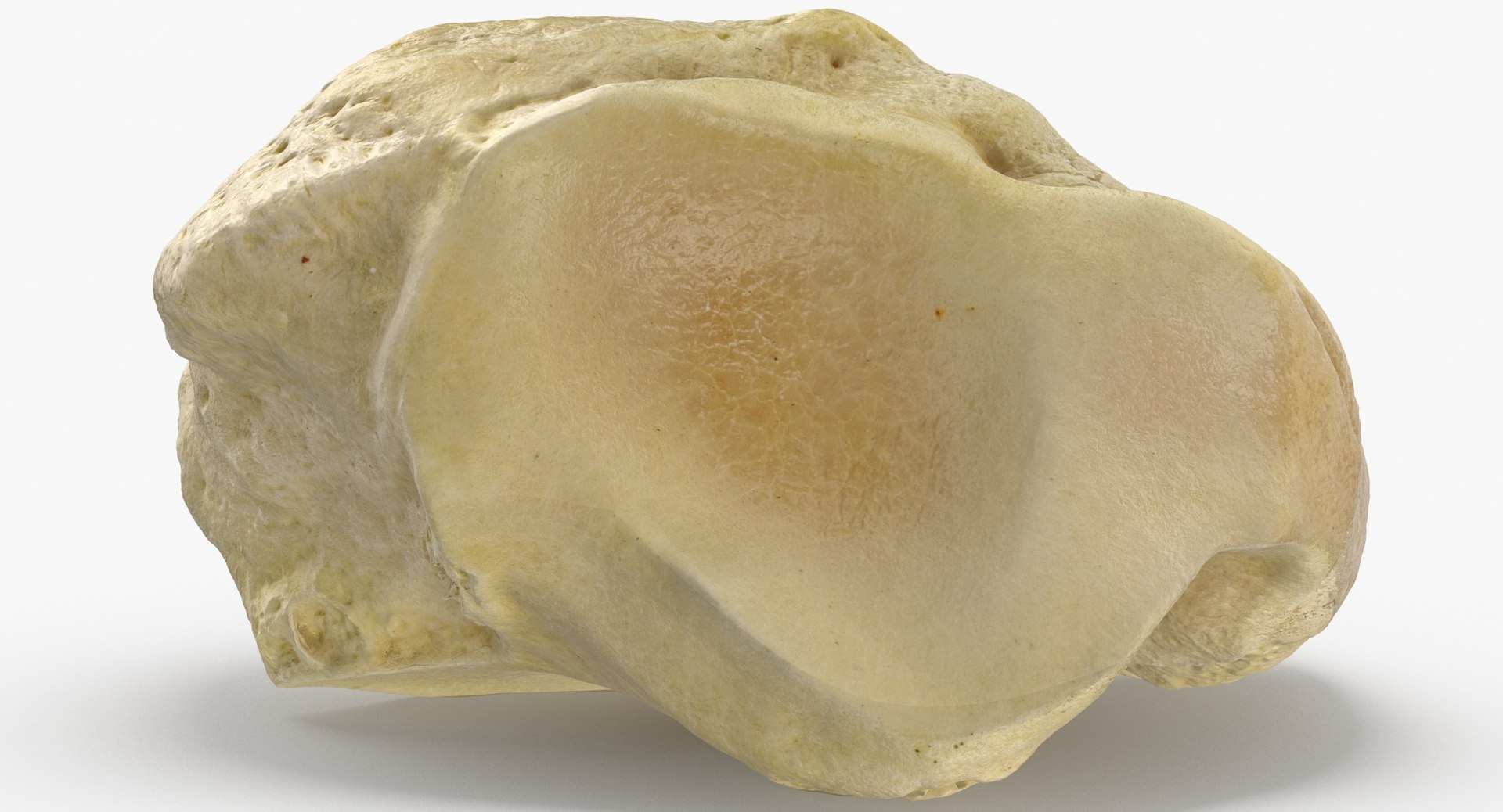 3D Domestic Aurochs Bos Primigenius - TurboSquid 1567914