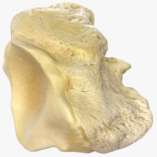 3D domestic aurochs bos primigenius - TurboSquid 1567914