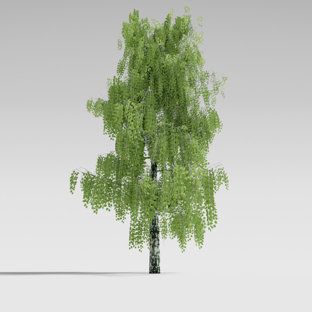 3D Betula Pendula Model - TurboSquid 2206826
