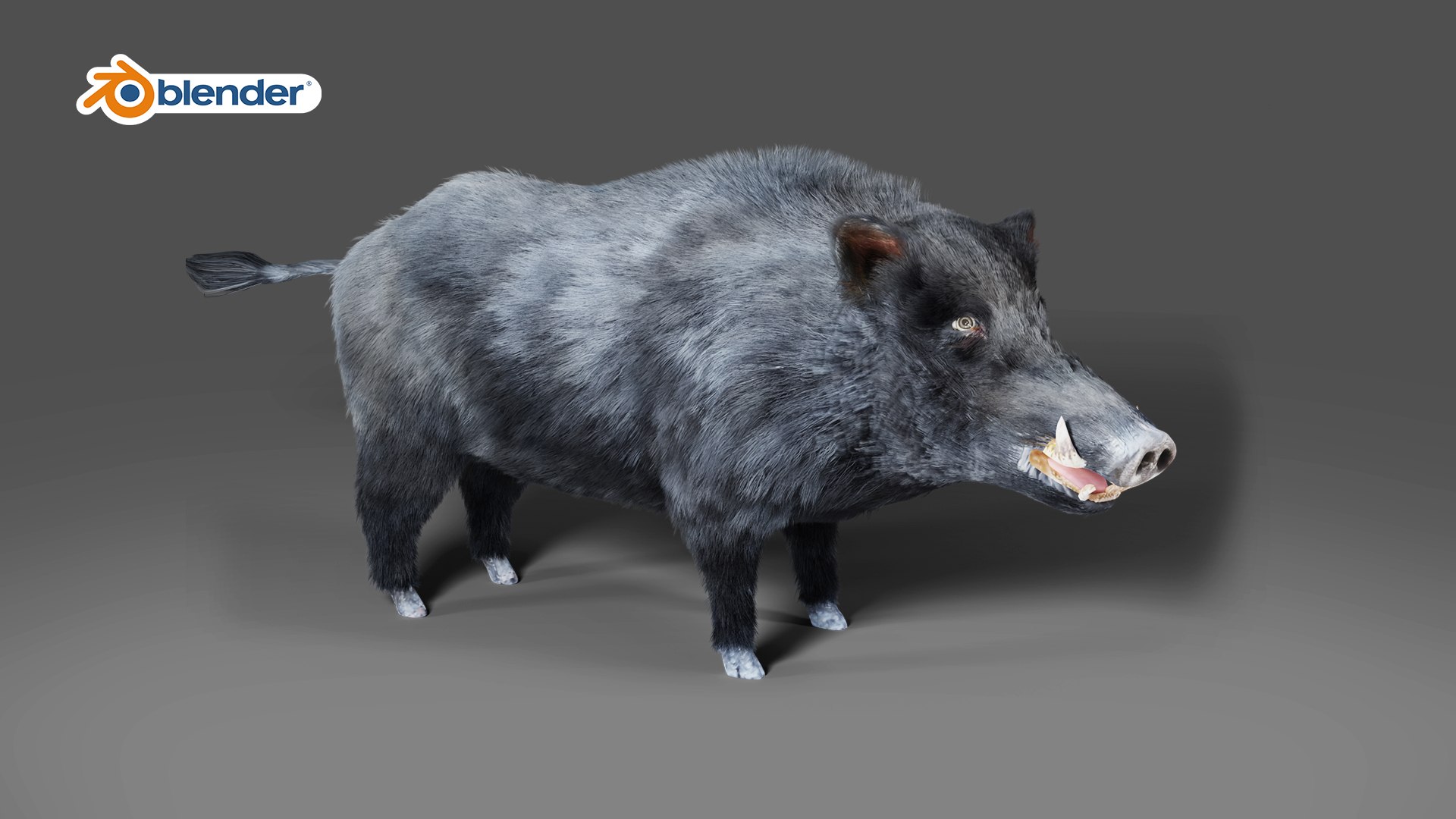 3D Model Fur Wild Boar Rigged V08 In Blender - TurboSquid 1992517