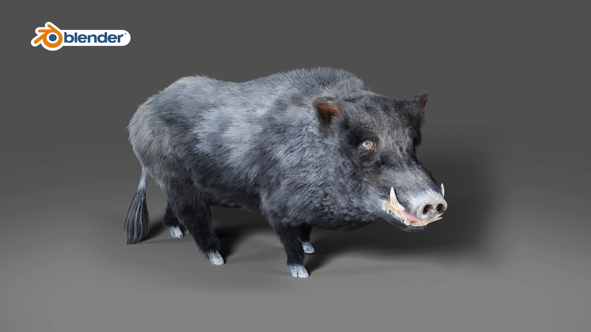 3D Model Fur Wild Boar Rigged V08 In Blender - TurboSquid 1992517